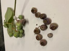 Henderson County Center | N.C. Cooperative Extension